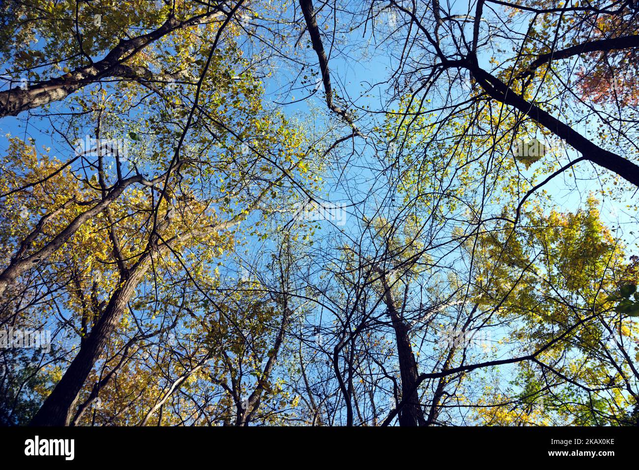 Montreal forest hi-res stock photography and images - Alamy
