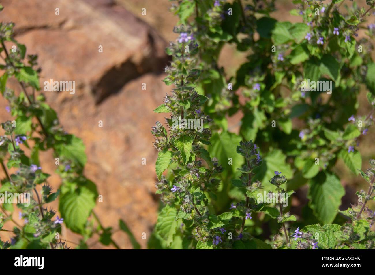 Mesosphaerum suaveolens, synonym Hyptis suaveolens, the pignut or chan ...
