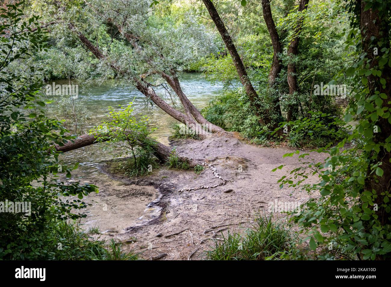 Wonderful trees hanging over Cetina river, Croatia near town of Omis ...