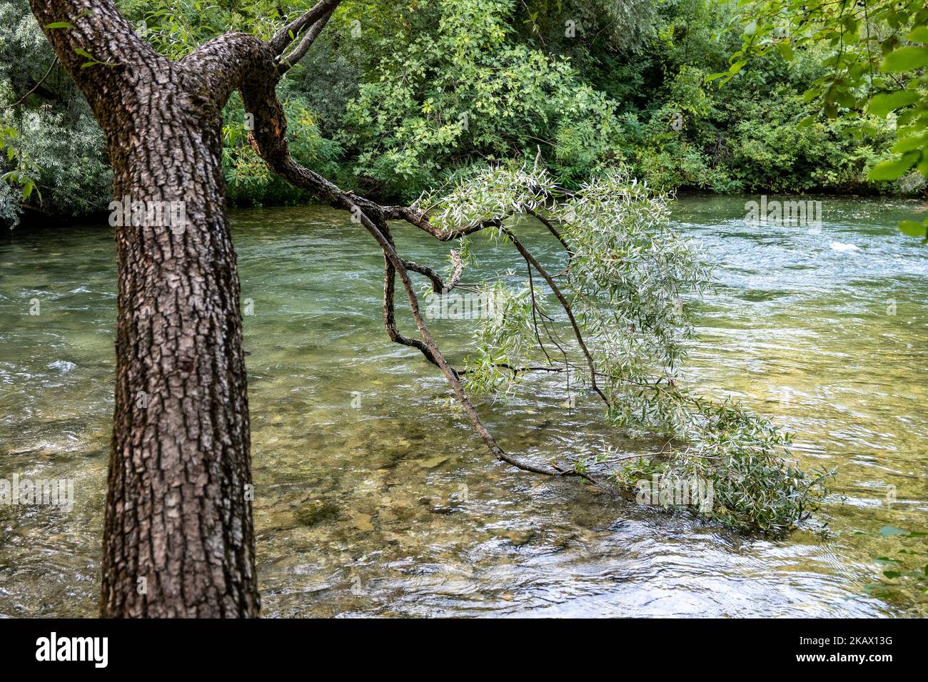 Wonderful trees hanging over Cetina river, Croatia near town of Omis ...