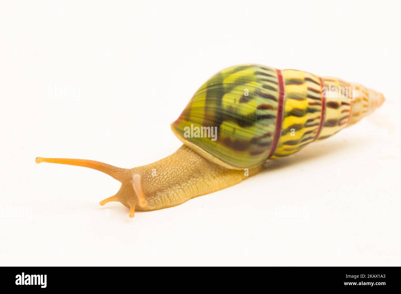 arboreal pulmonate land snail Amphidromus palaceus isolated on white ...