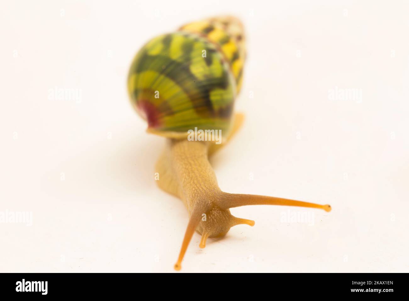 arboreal pulmonate land snail Amphidromus palaceus isolated on white ...