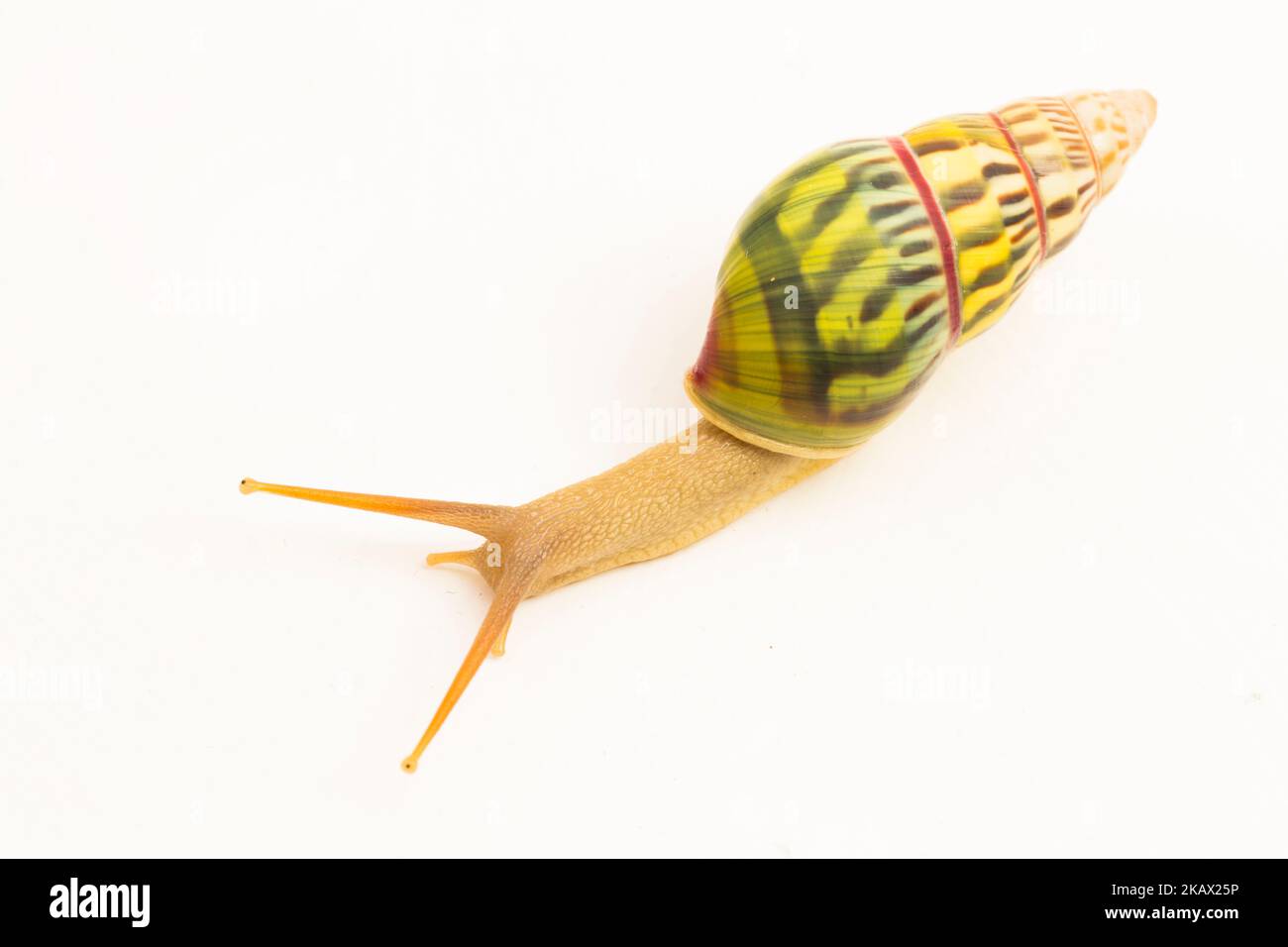 arboreal pulmonate land snail Amphidromus palaceus isolated on white ...