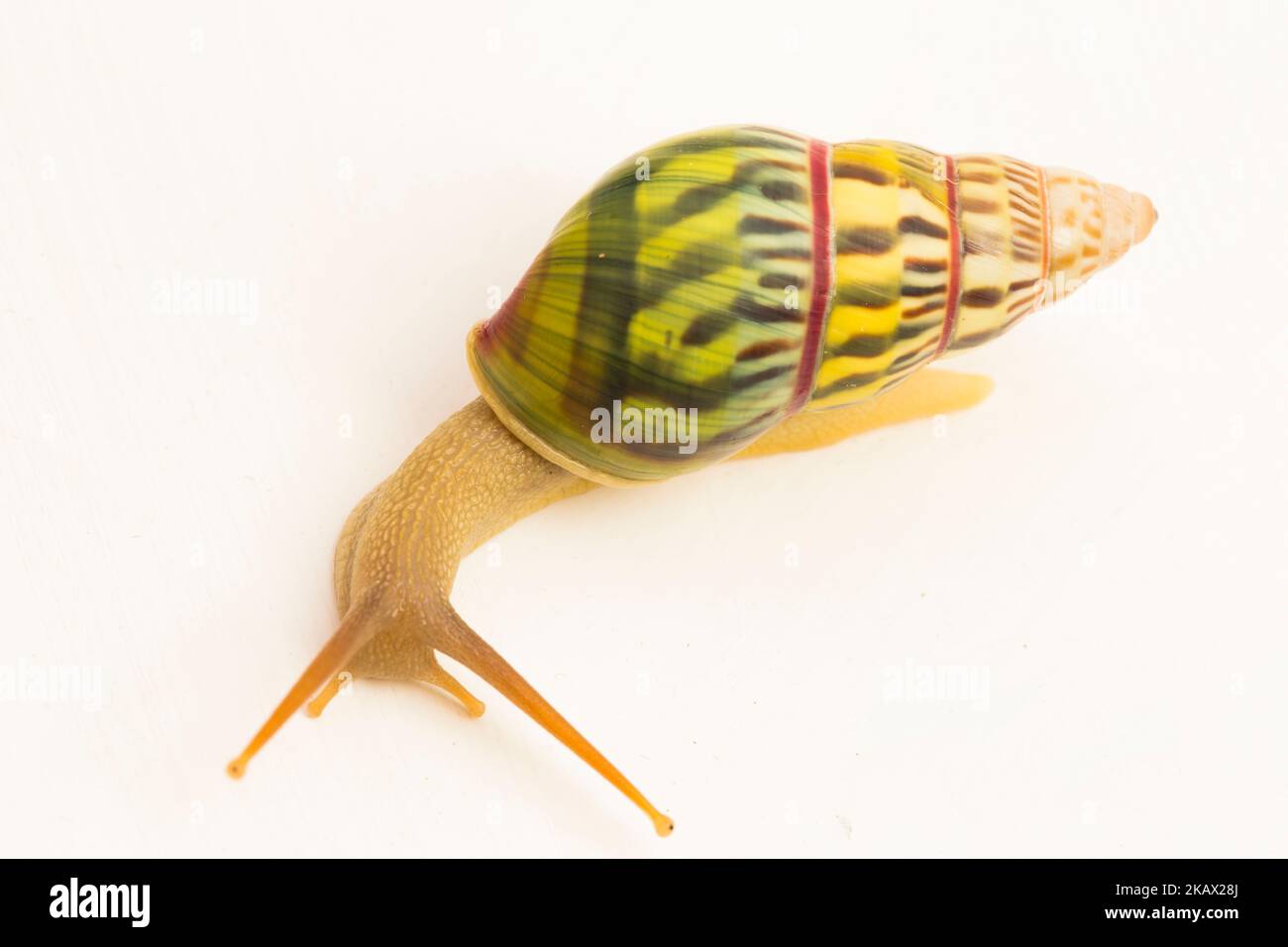 arboreal pulmonate land snail Amphidromus palaceus isolated on white ...