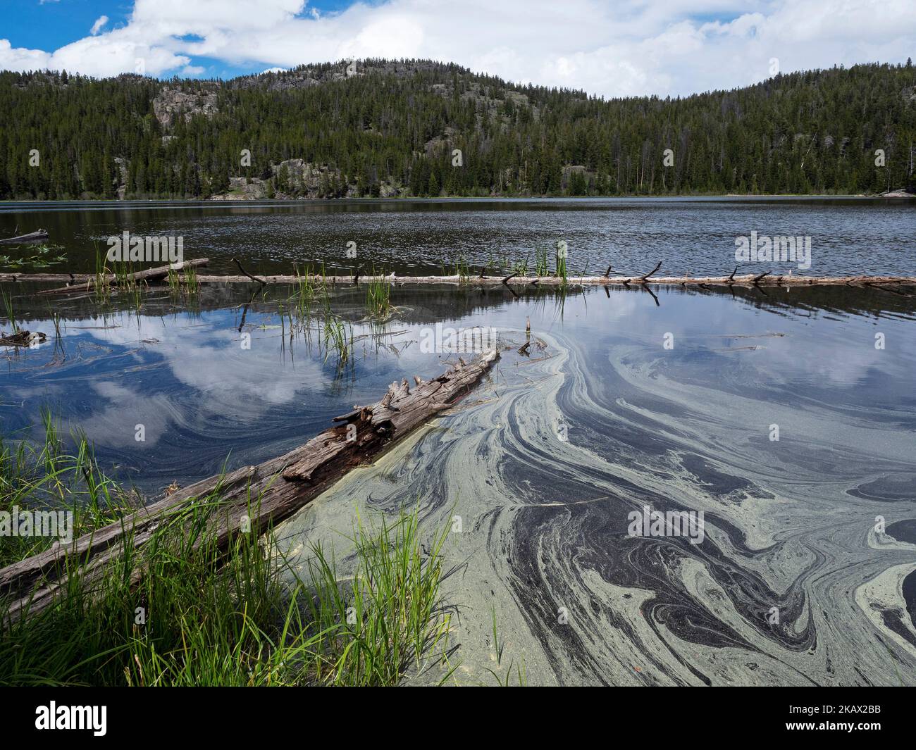 Dead pine trees and pine pollen on Lily Lake, near Cooke City, Wyoming ...