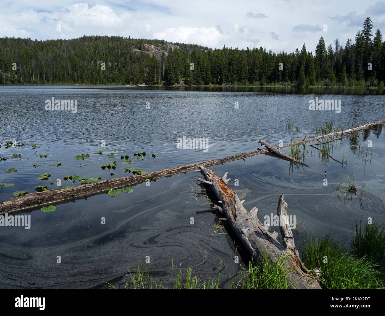 Dead pine trees and pine pollen on Lily Lake, Wyoming, USA, June 2019 ...