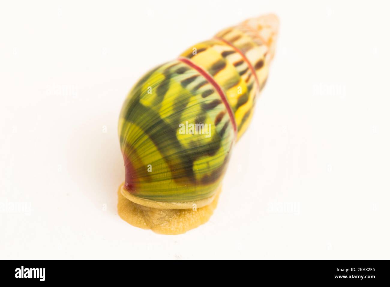 arboreal pulmonate land snail Amphidromus palaceus isolated on white ...