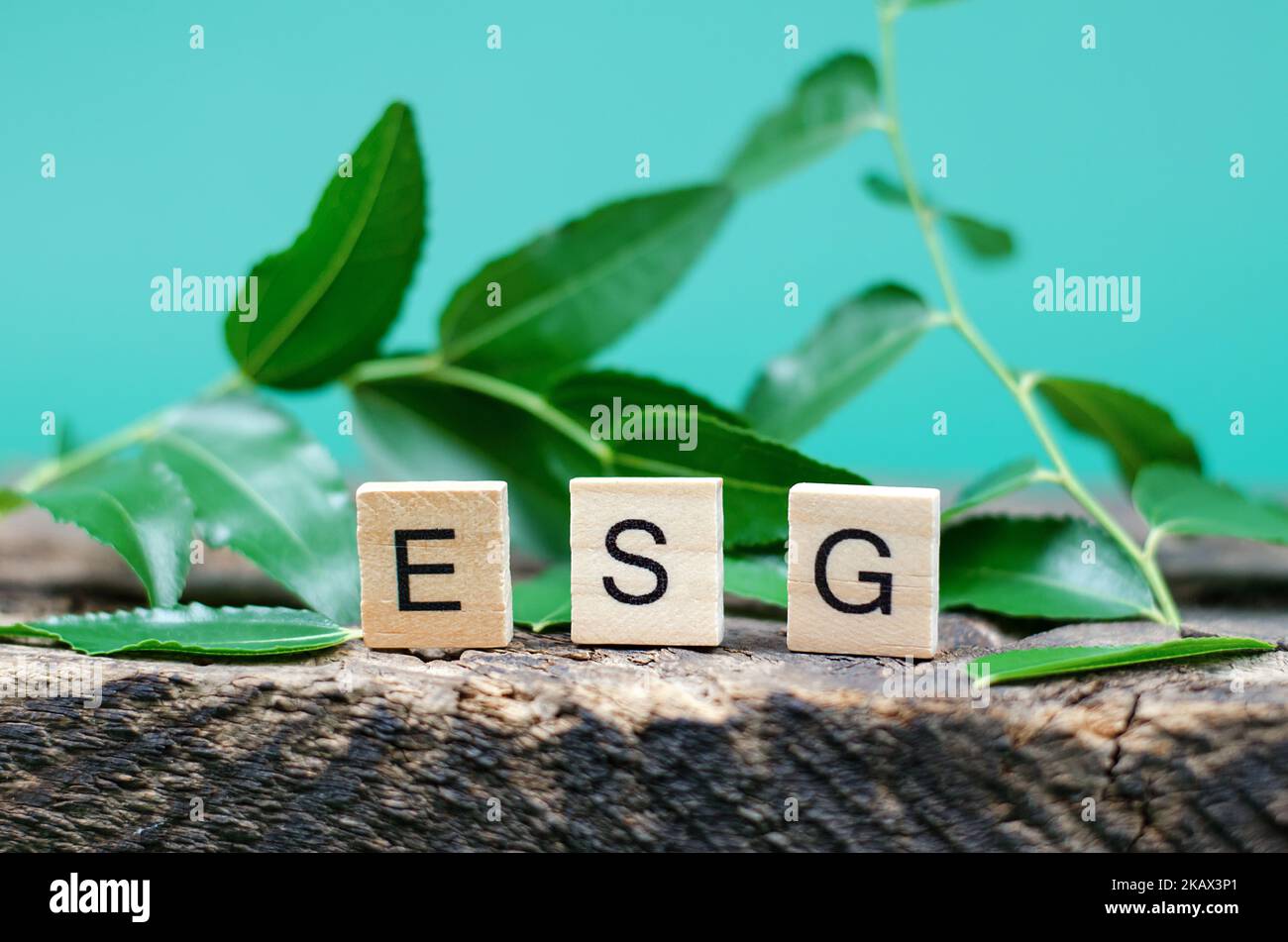 ESG abbreviation on wooden cubes, on a wooden board framed with green ...