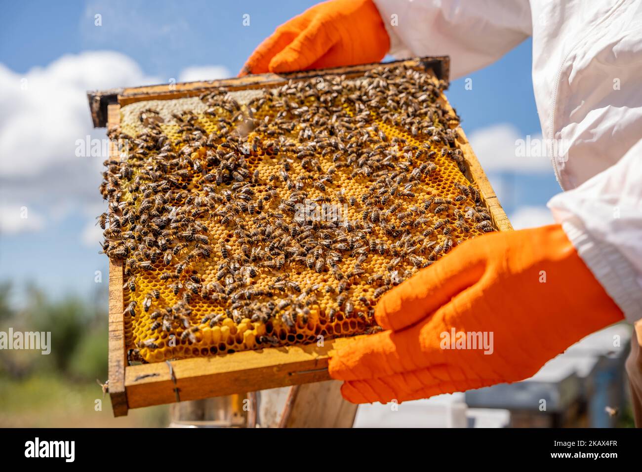 beekeeper checking a honeycomb full of bees and honey in the cells of ...