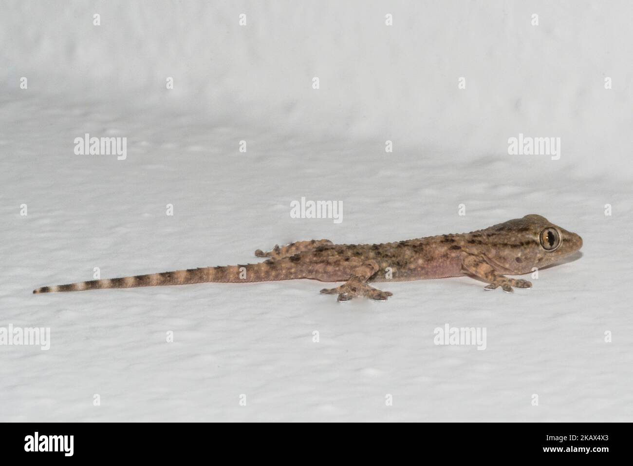 Small gecko on the house wall Stock Photo - Alamy