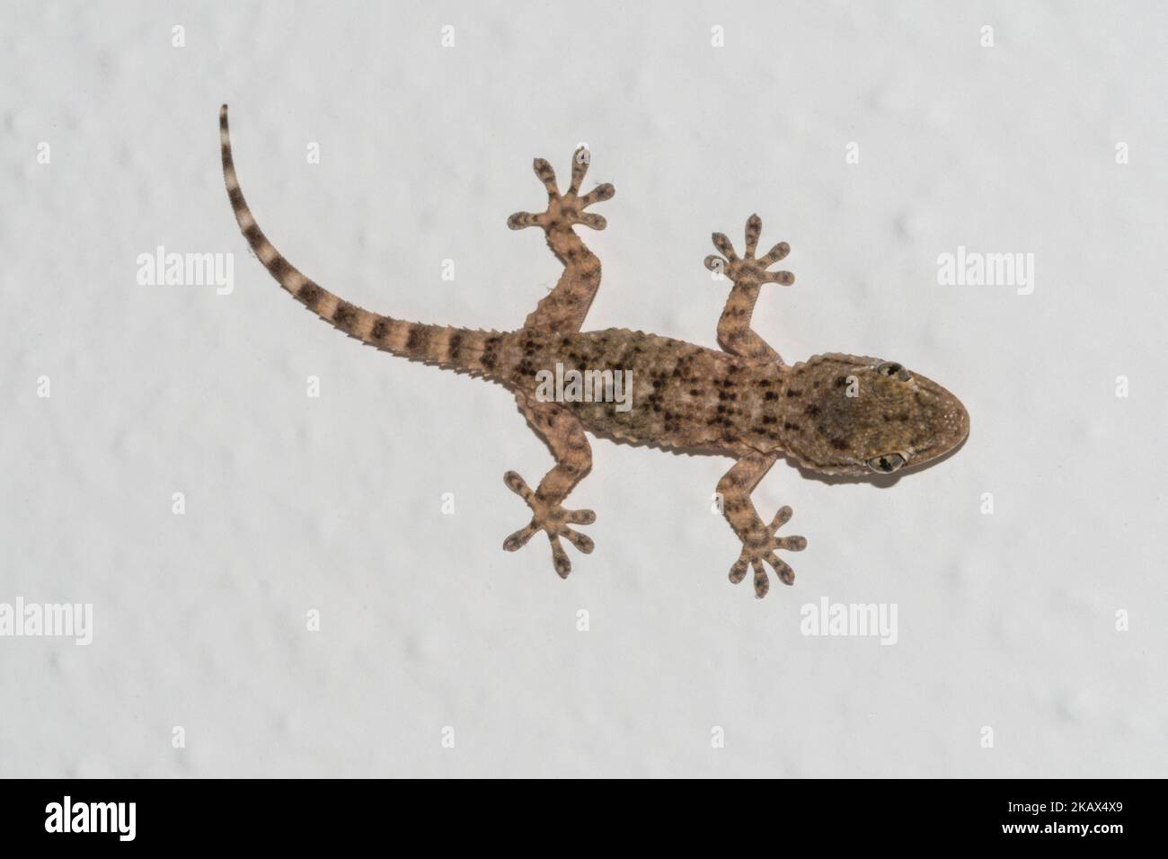 Small scale insects hi-res stock photography and images - Alamy