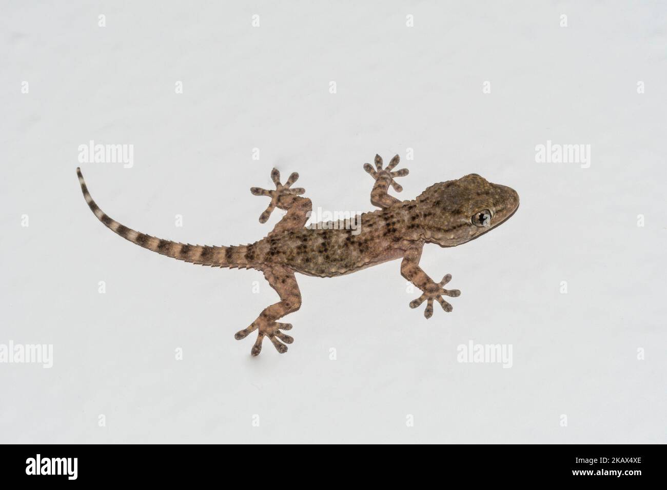 Small gecko on the house wall Stock Photo - Alamy