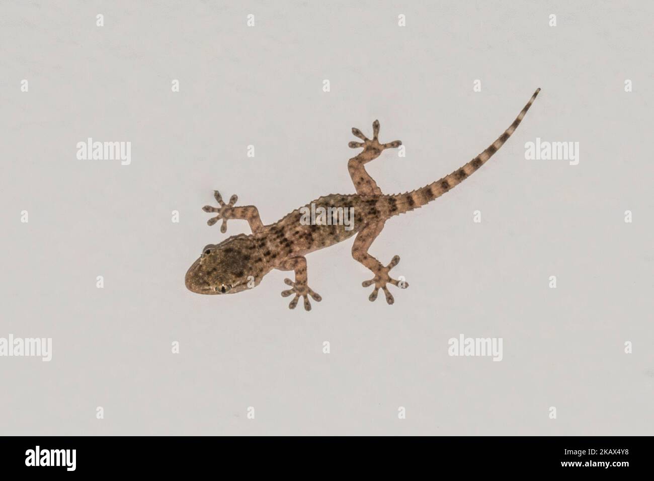 Small gecko hi-res stock photography and images - Alamy
