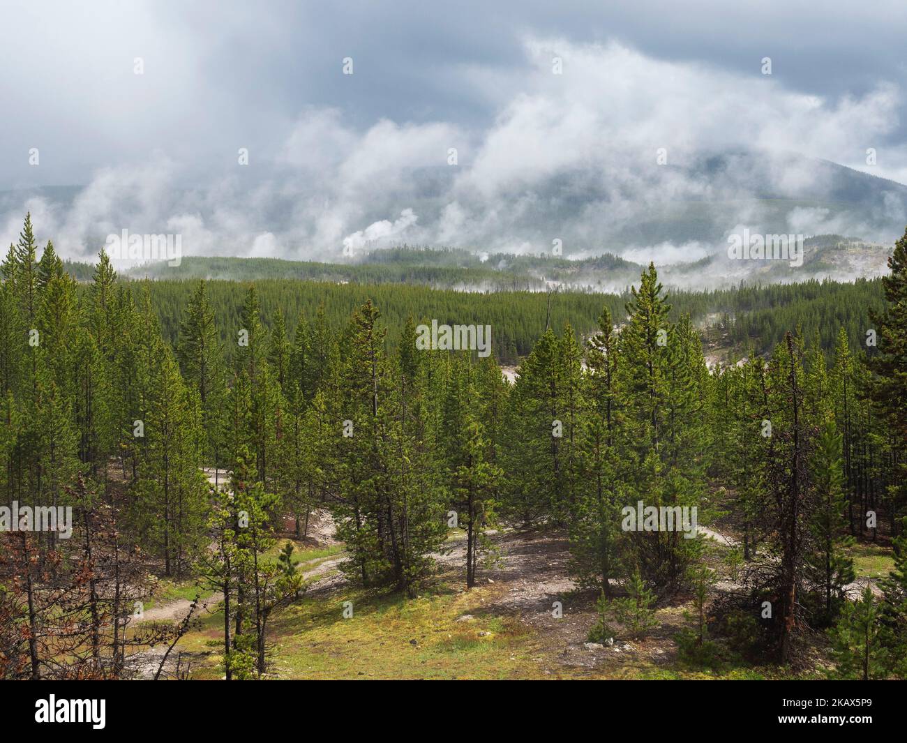 Steam rising from the Norris Geyser Basin among conifers and with ...