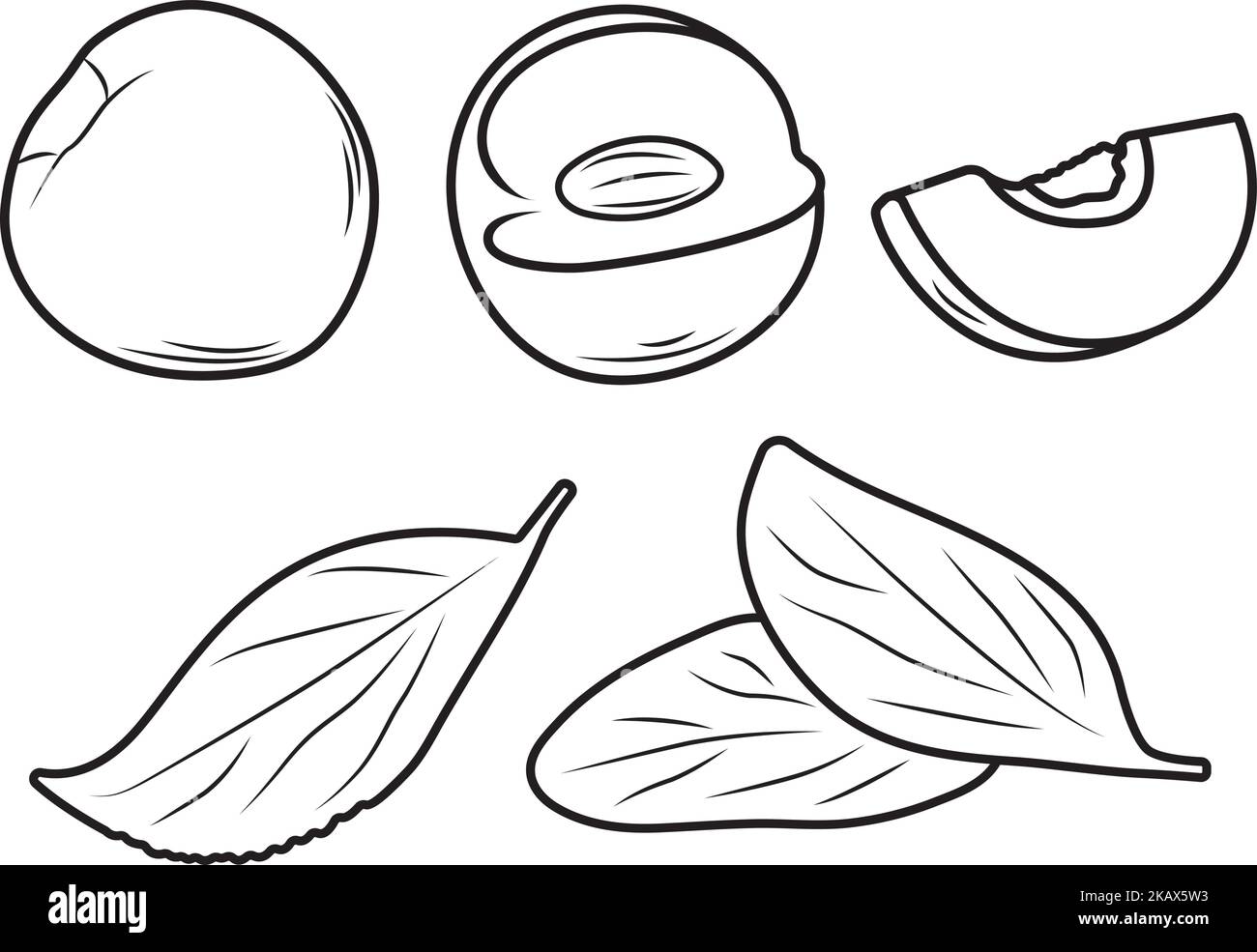 A vector illustration of cut peaches Stock Vector Image & Art - Alamy