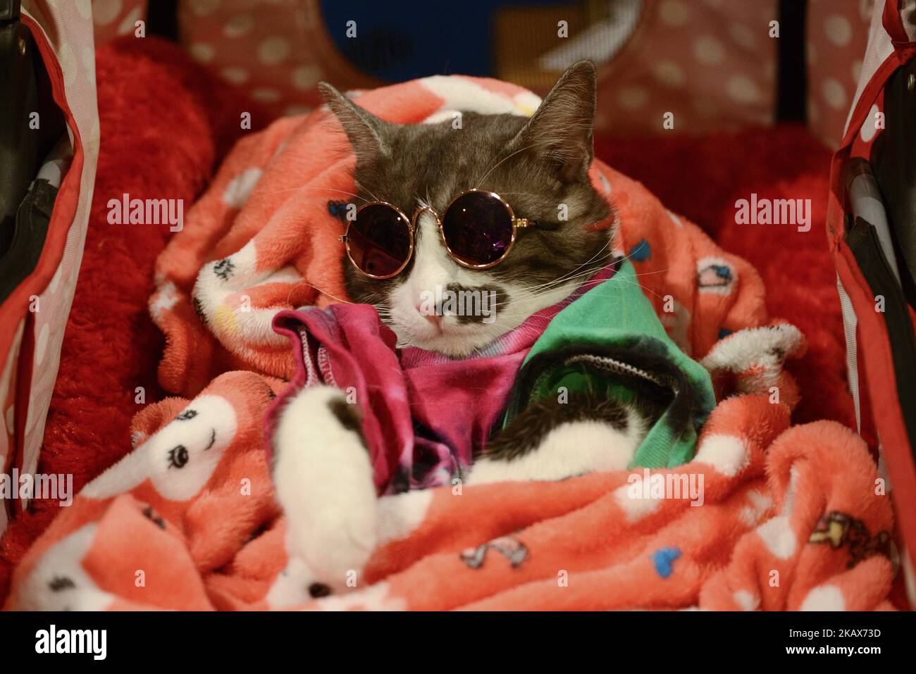 Cfa international cat show hi-res stock photography and images - Alamy