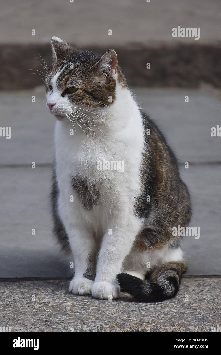 Larry, No 10 cat is pictured outside Downing Street, London on March 21 ...