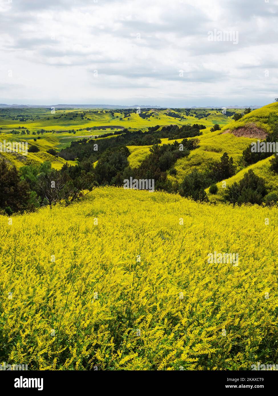 Juniper hills hi-res stock photography and images - Alamy