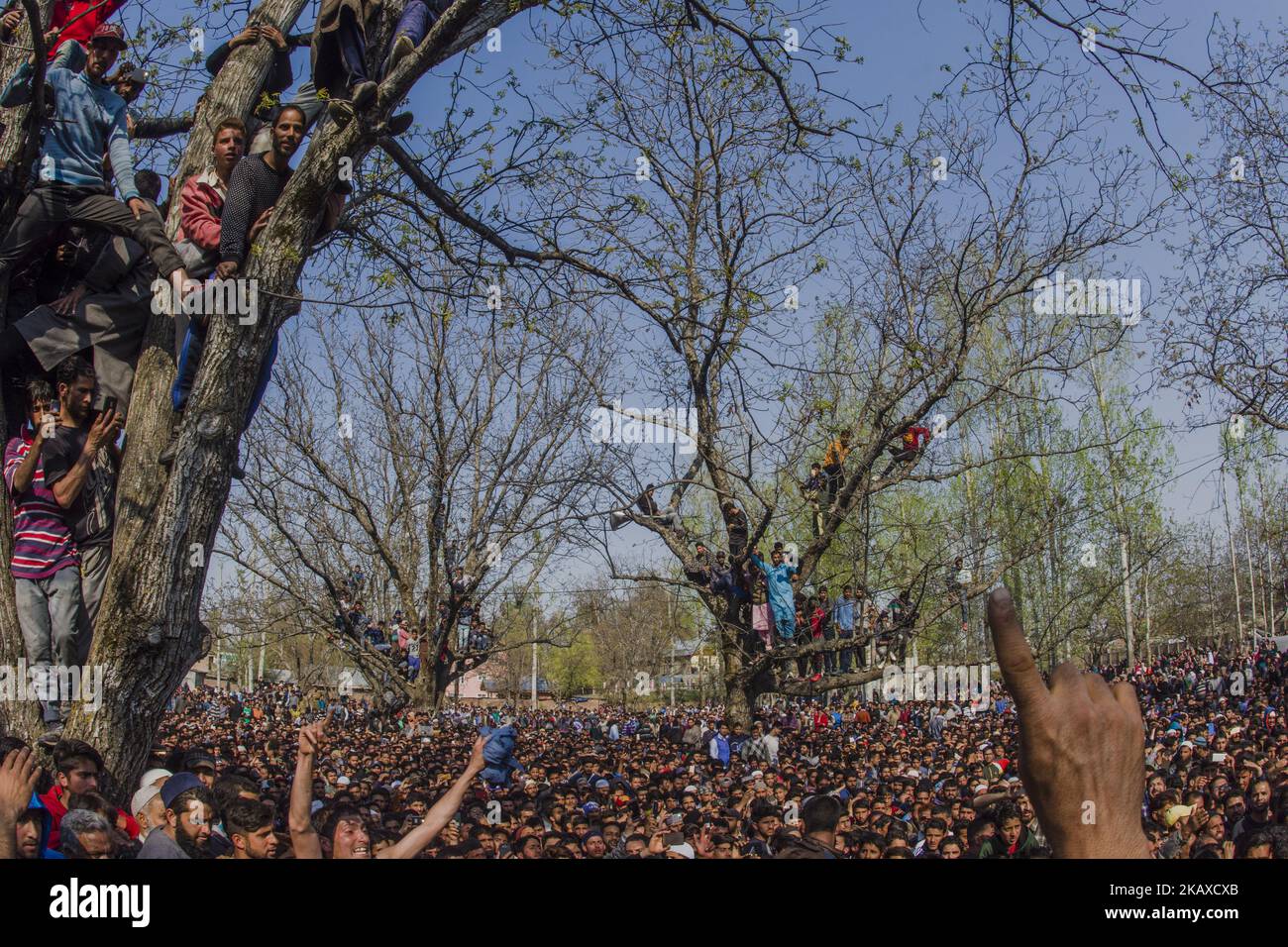 Kashmiri Muslims on trees and ground attend the funeral of Zubair Ahmad ...