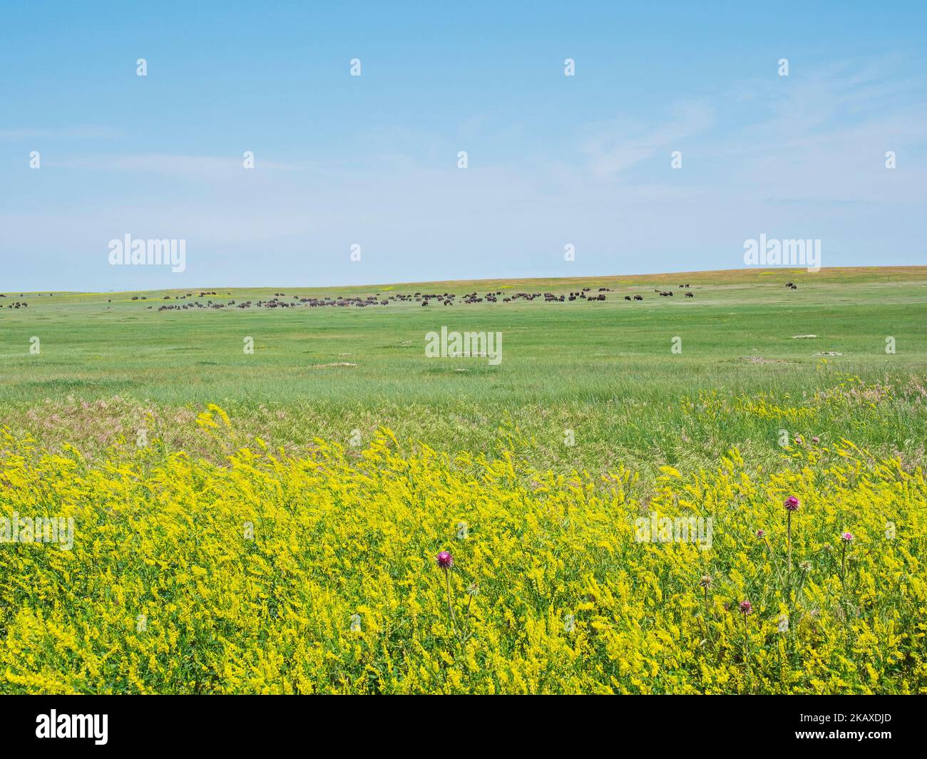American bison Bos bison herd on mixed grass prairie with Ribbed ...