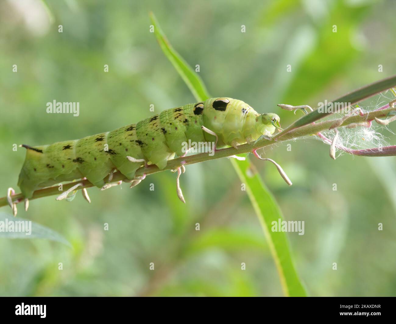 Natural closeup on the large green caterpillar of the Elephant Hawk ...