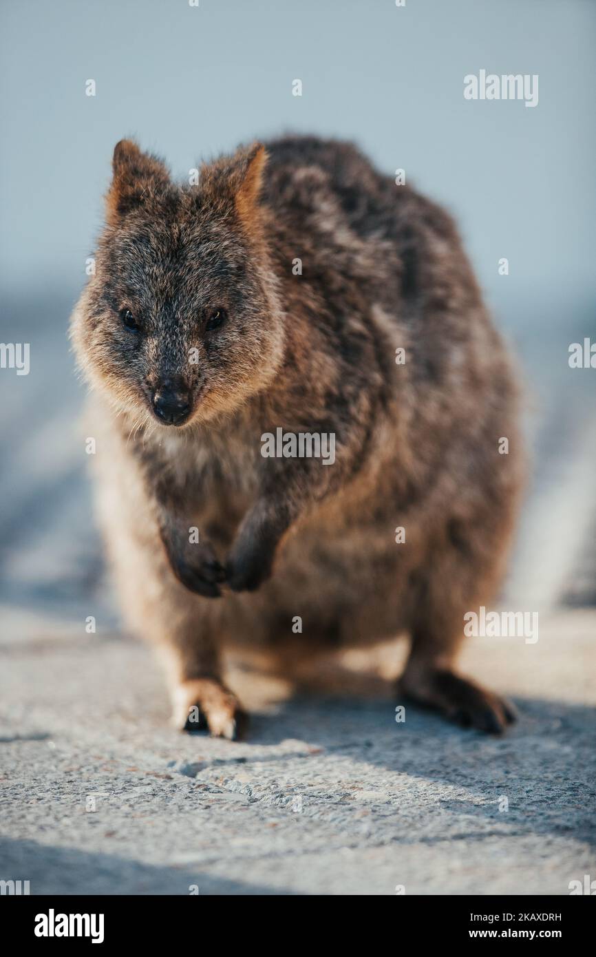 A vertical closeup portrait of a Quokka Stock Photo - Alamy