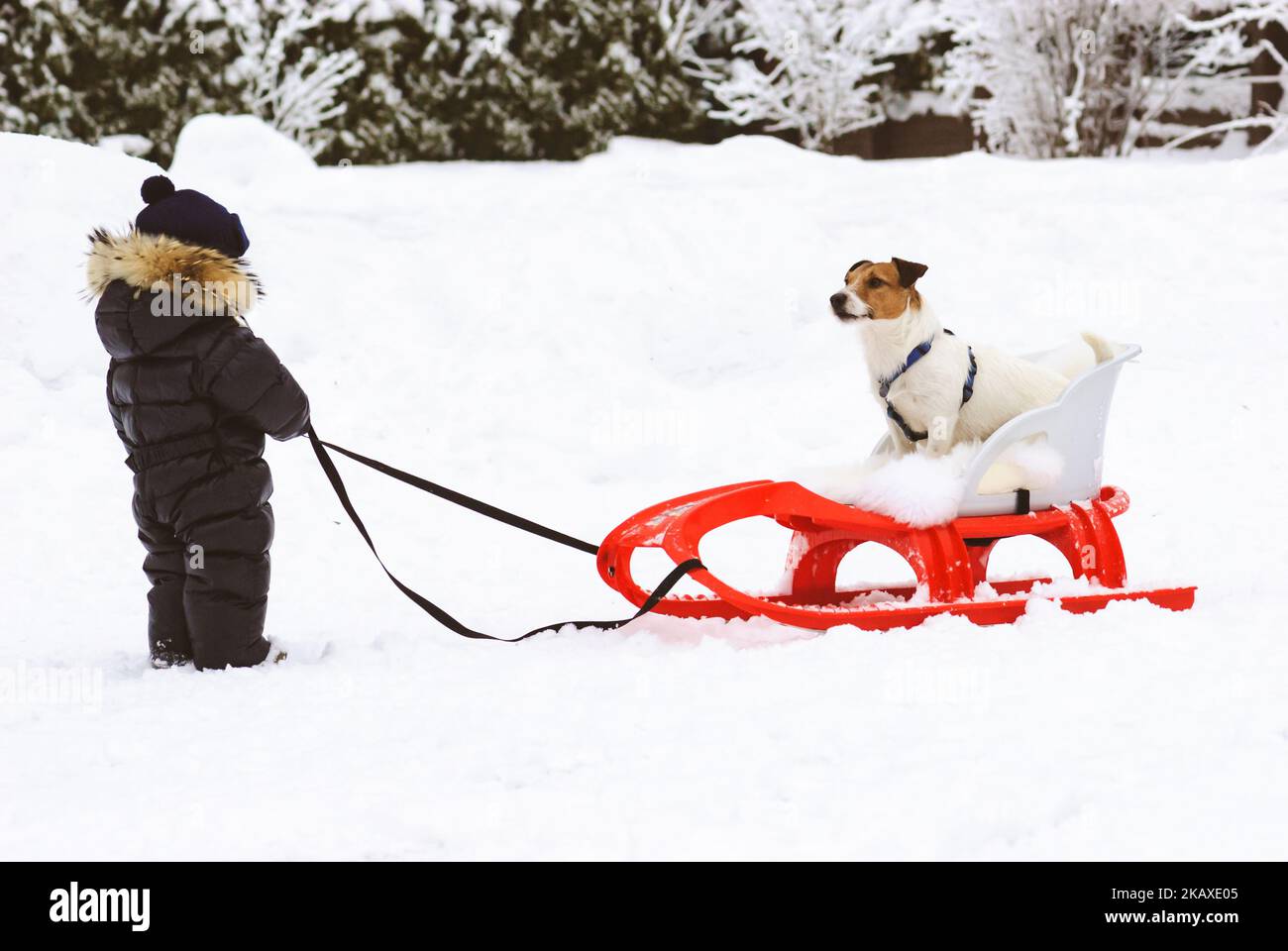 Humorous concept of dog sledding with little boy pulling sledge and dog ...