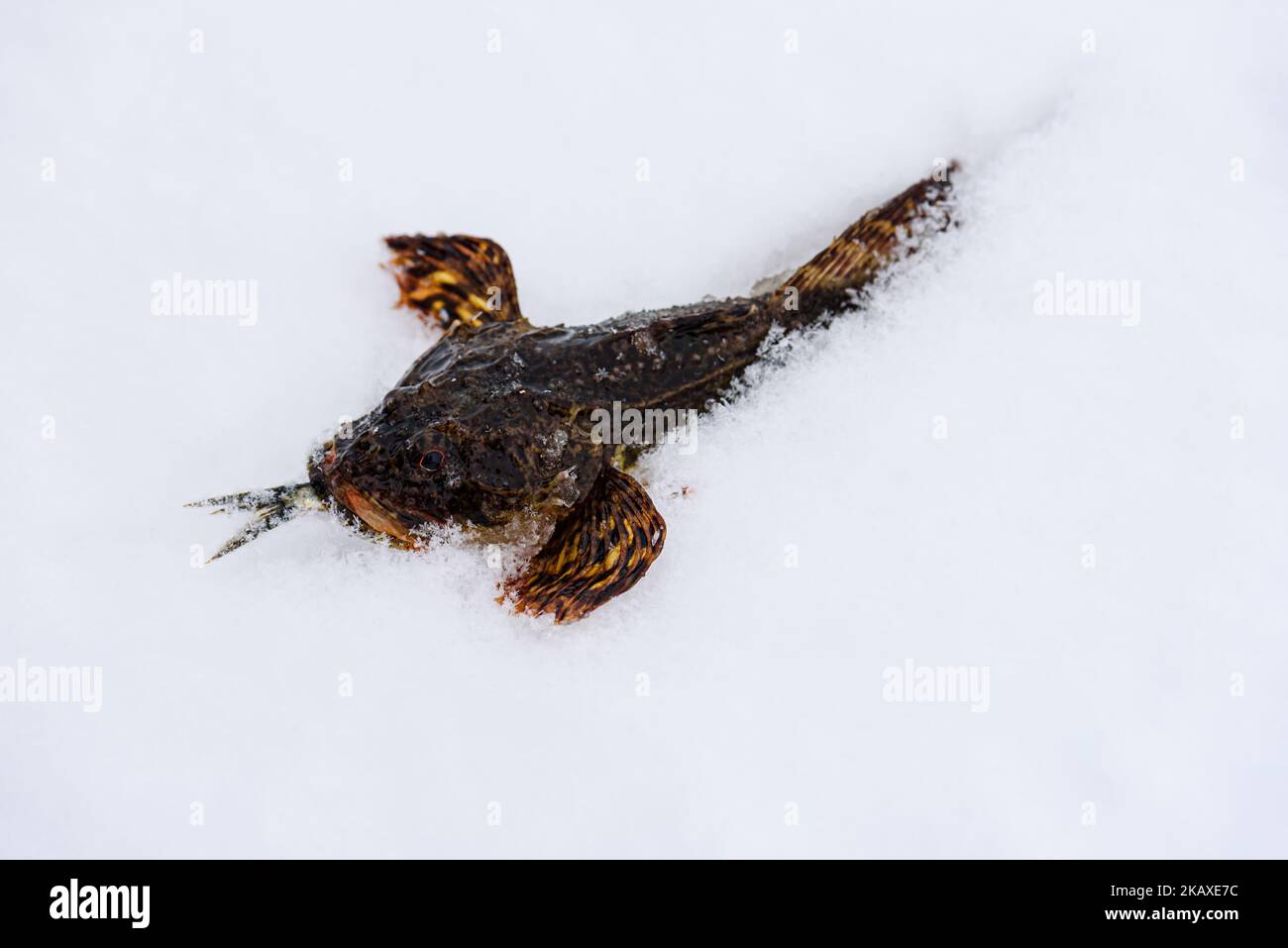 Big fish eat little fish. Caught fish lying on snow holding small fish ...