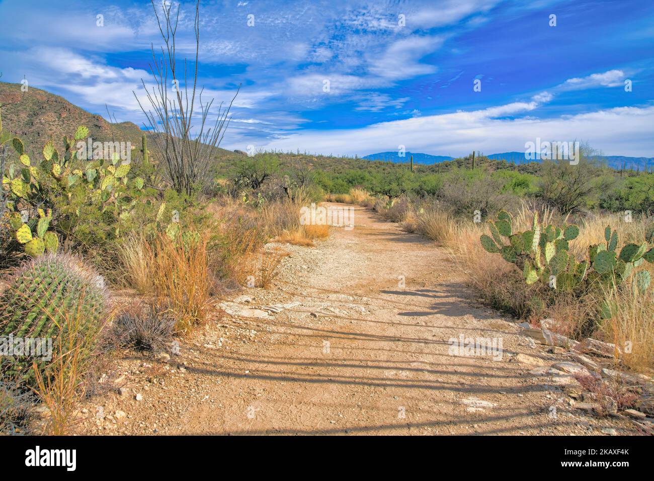 Footpath at Sabino Canyon State Park in Tucson, Arizona. There are ...
