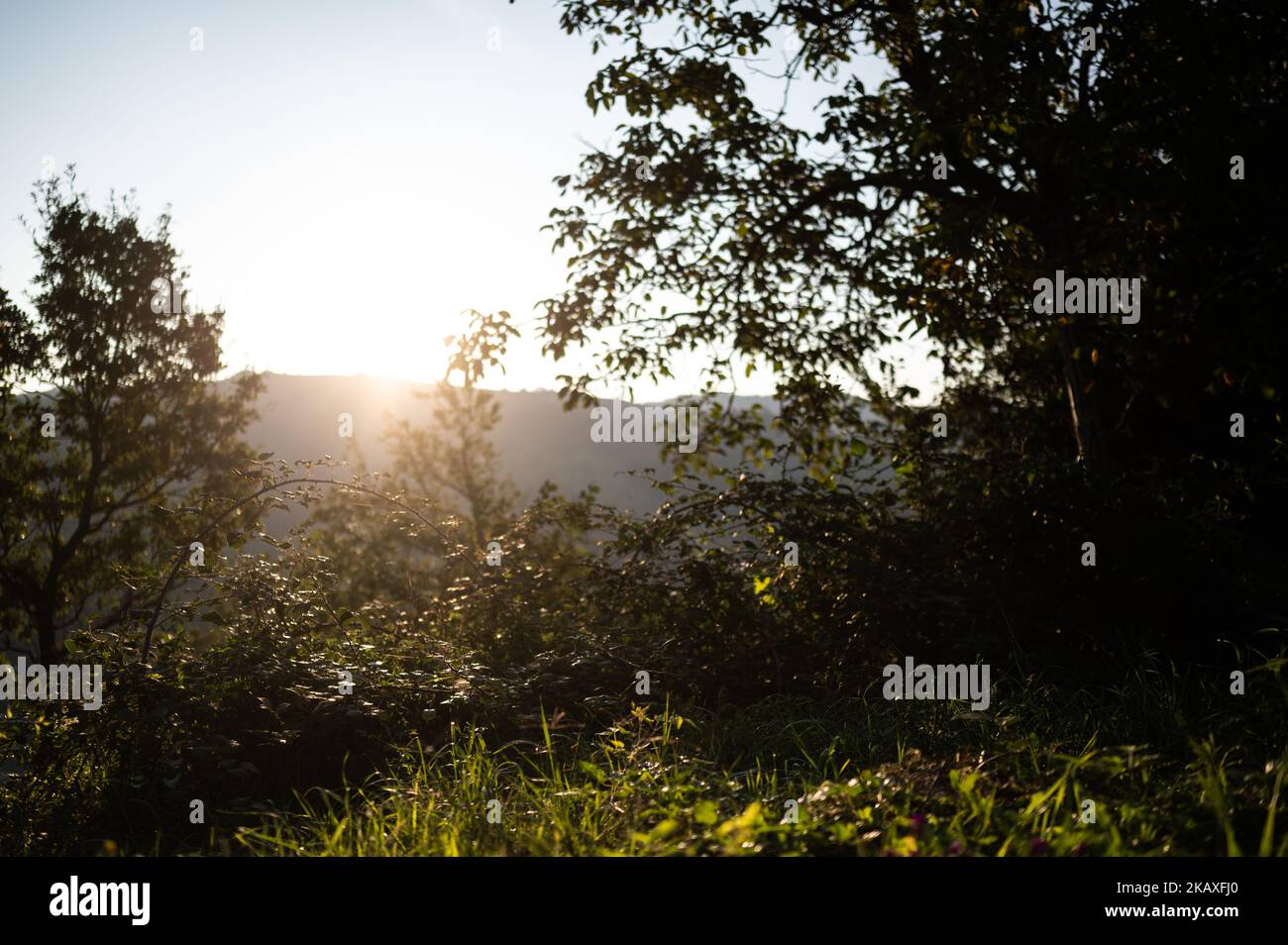 The sun rises and backlights a small meadow of overgrown plants ...