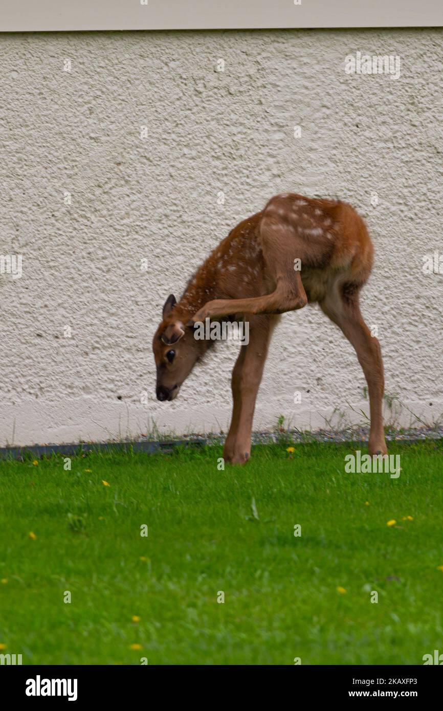 An adorable deer scratching its body with the leg standing against ...