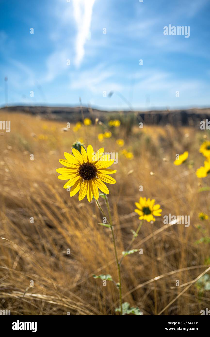 Palouse prairie hi-res stock photography and images - Alamy