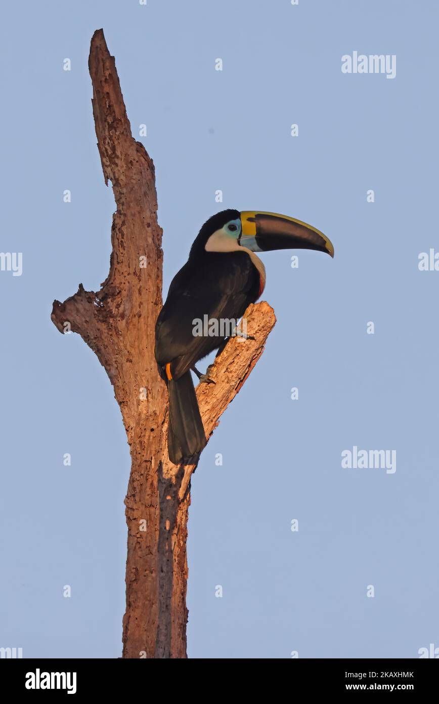 Channel-billed Toucan (Ramphastos vitellinus) adult perched on dead ...