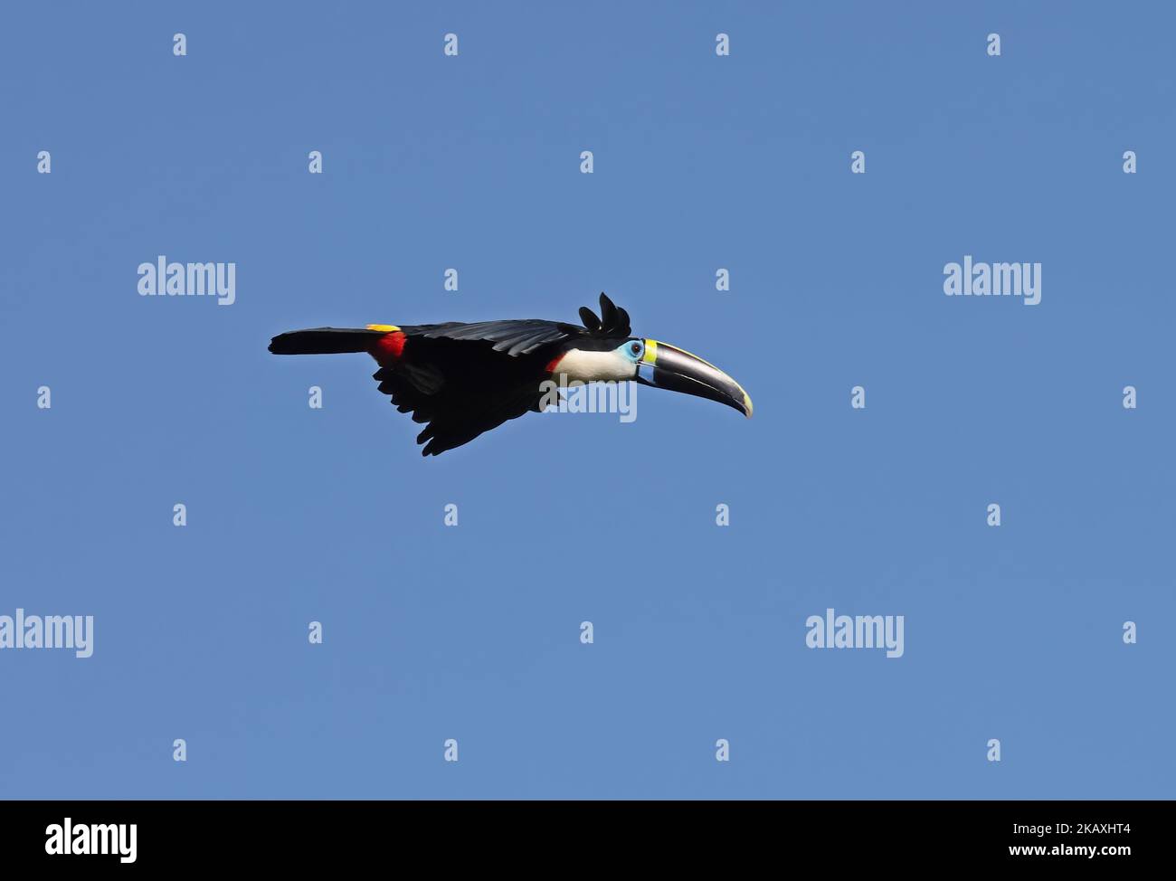 Cuvier's Toucan (Ramphastos cuvieri) adult in flight Rio Azul, Brazil ...