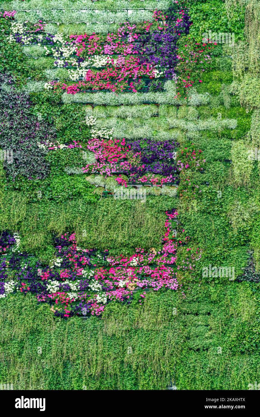 Natural background of plants. Texture of green plants Stock Photo - Alamy