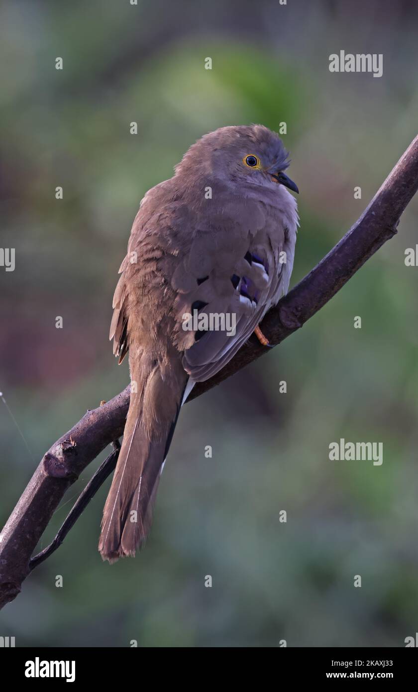 Long-tailed Ground-dove (Uropelia campestris) adult perched on branch ...