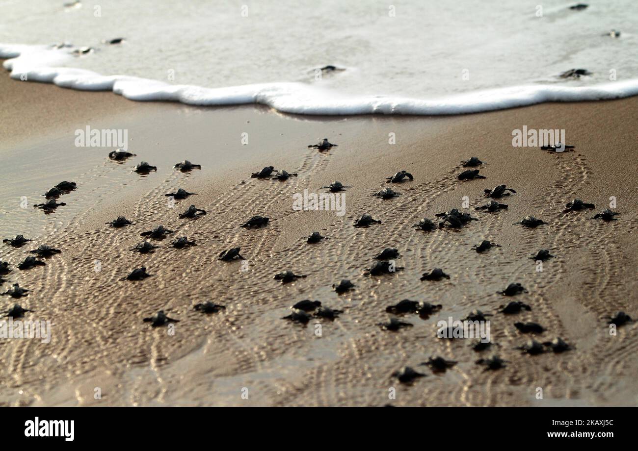 Newly hatching baby Olive Ridley turtles crawl at the Rushikulya river ...