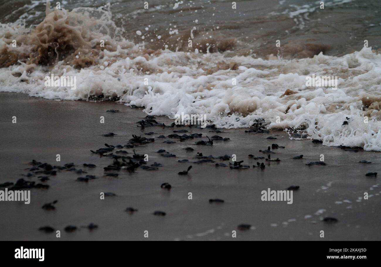 Newly hatching baby Olive Ridley turtles crawl at the Rushikulya river ...
