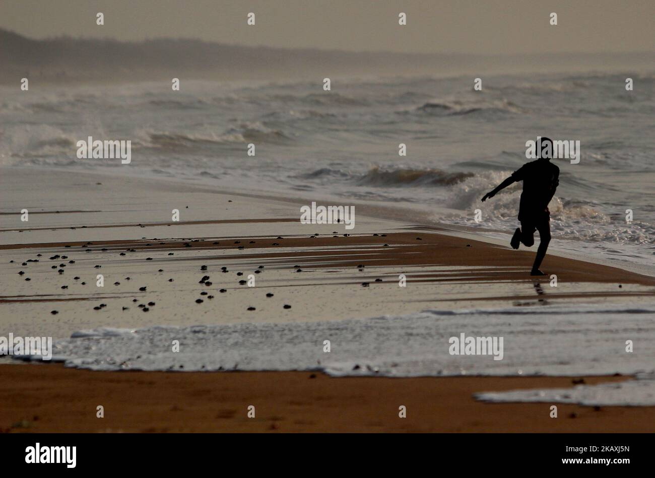 Newly hatching baby Olive Ridley turtles crawl at the Rushikulya river ...