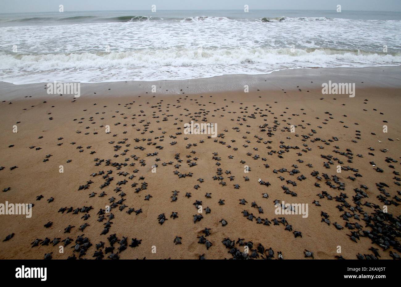 Newly hatching baby Olive Ridley turtles crawl at the Rushikulya river ...