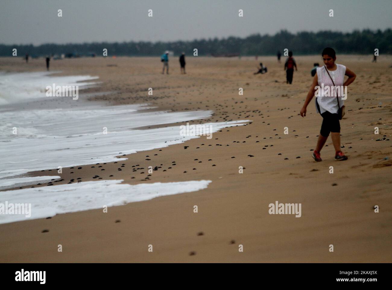 Newly hatching baby Olive Ridley turtles crawl at the Rushikulya river ...