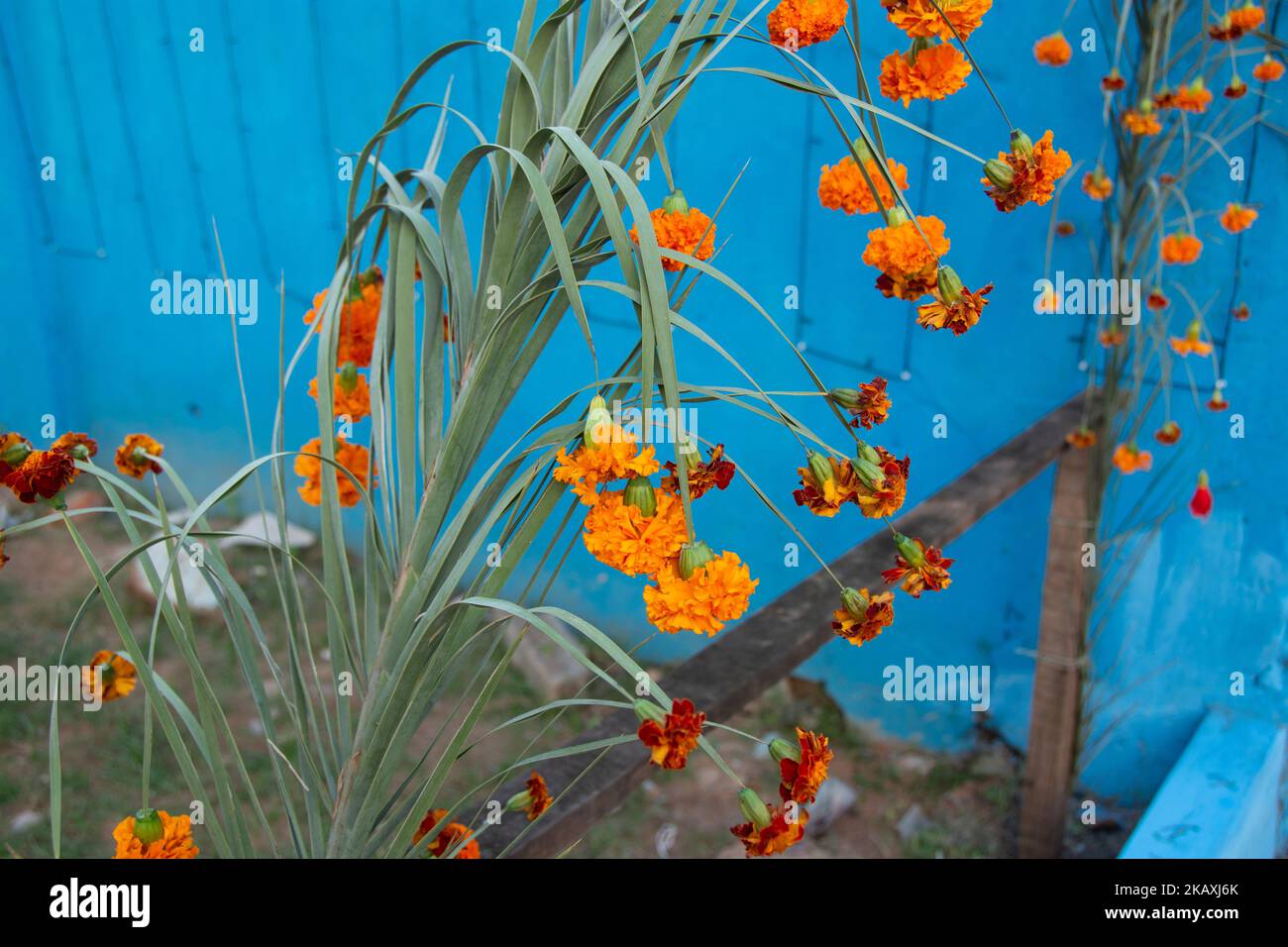 tribal communities of chhattisgarh use the leaf of date palm and flower ...