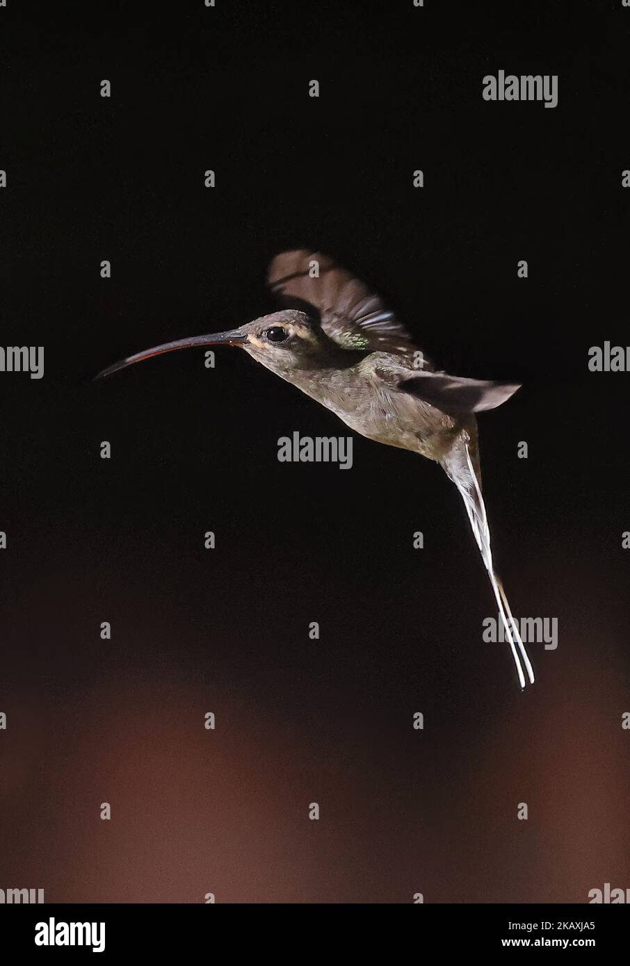 White-bearded Hermit (Phaethornis hispidus) adult hovering in flight ...