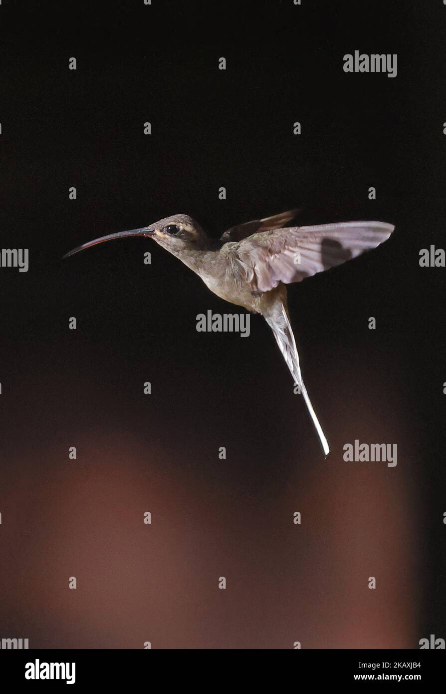 White bearded hermit hi-res stock photography and images - Alamy