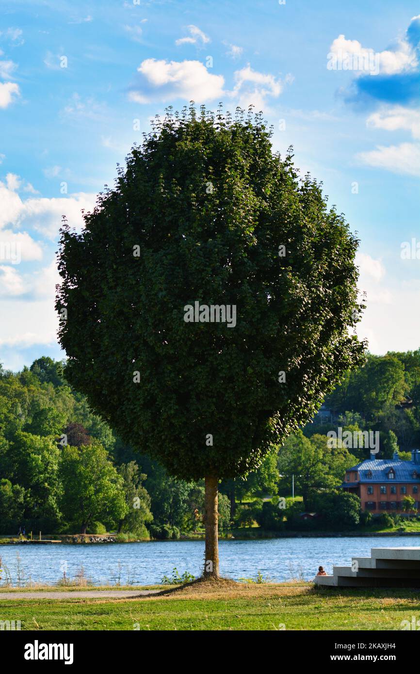 A vertical shot of a field maple tree in front of a blue lake under the ...