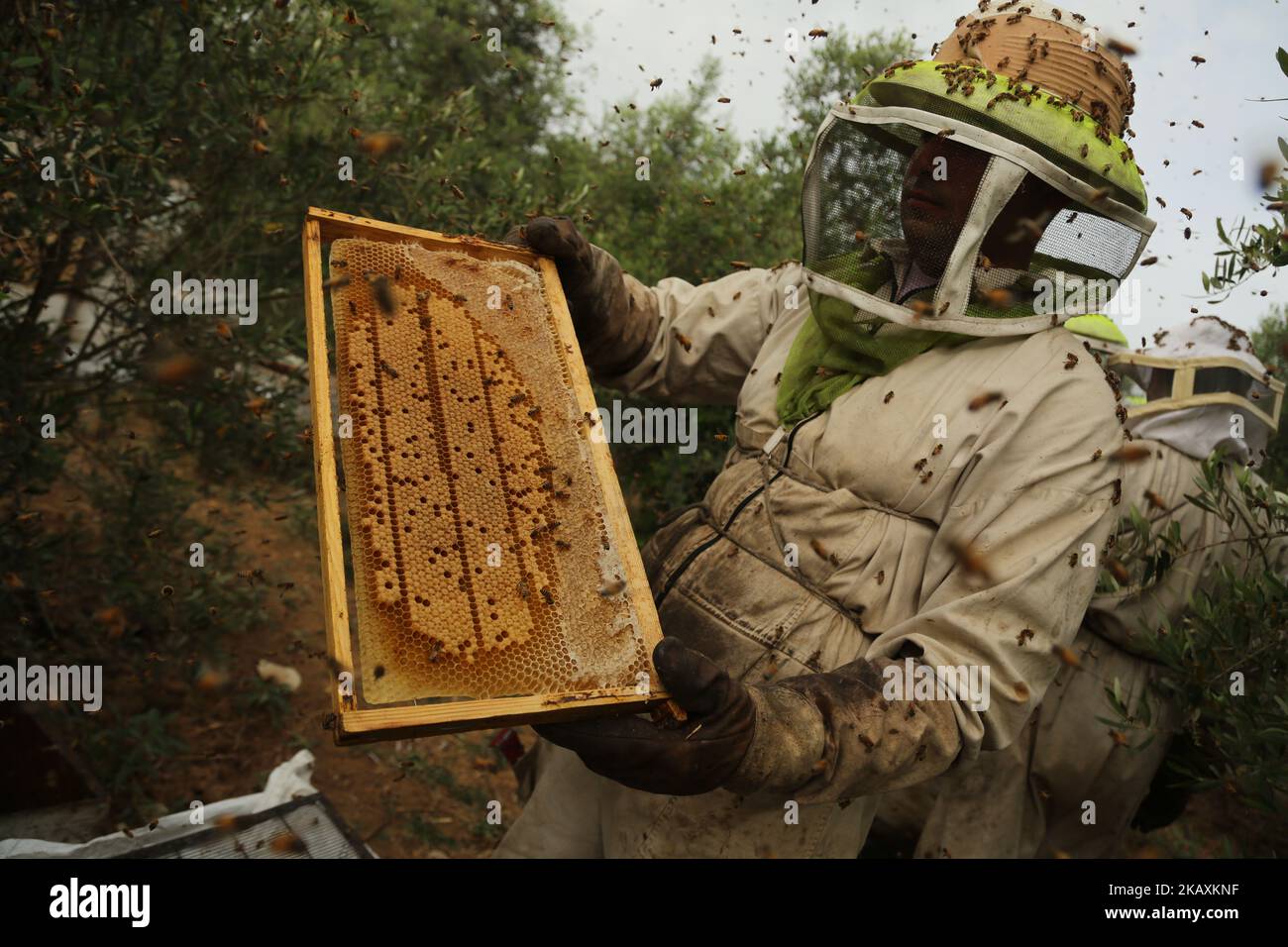 Palestinian beekeepers remove bees in the process of collecting honey ...