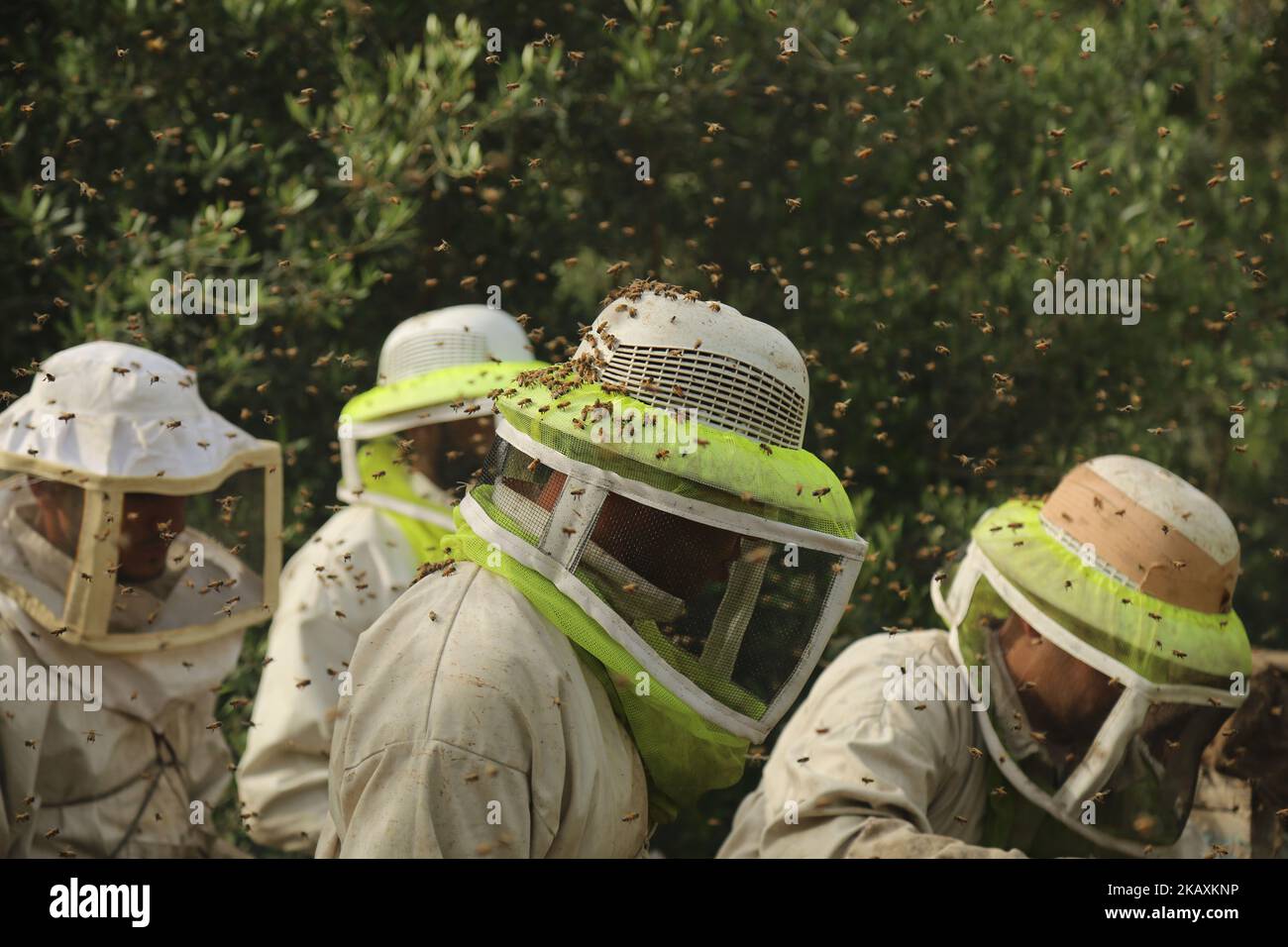 Palestinian beekeepers remove bees in the process of collecting honey ...