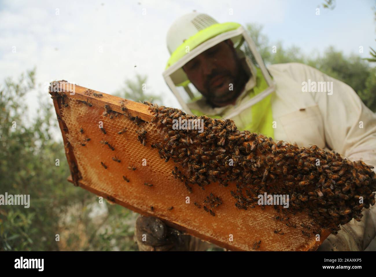 Palestinian beekeepers remove bees in the process of collecting honey ...