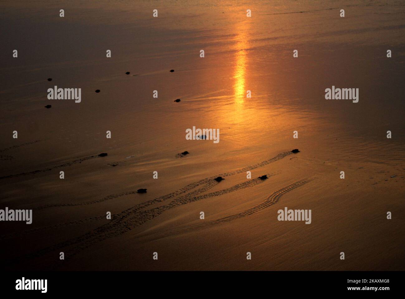 Newly hatching baby Olive Ridley turtles are seen at the Rushikulya ...
