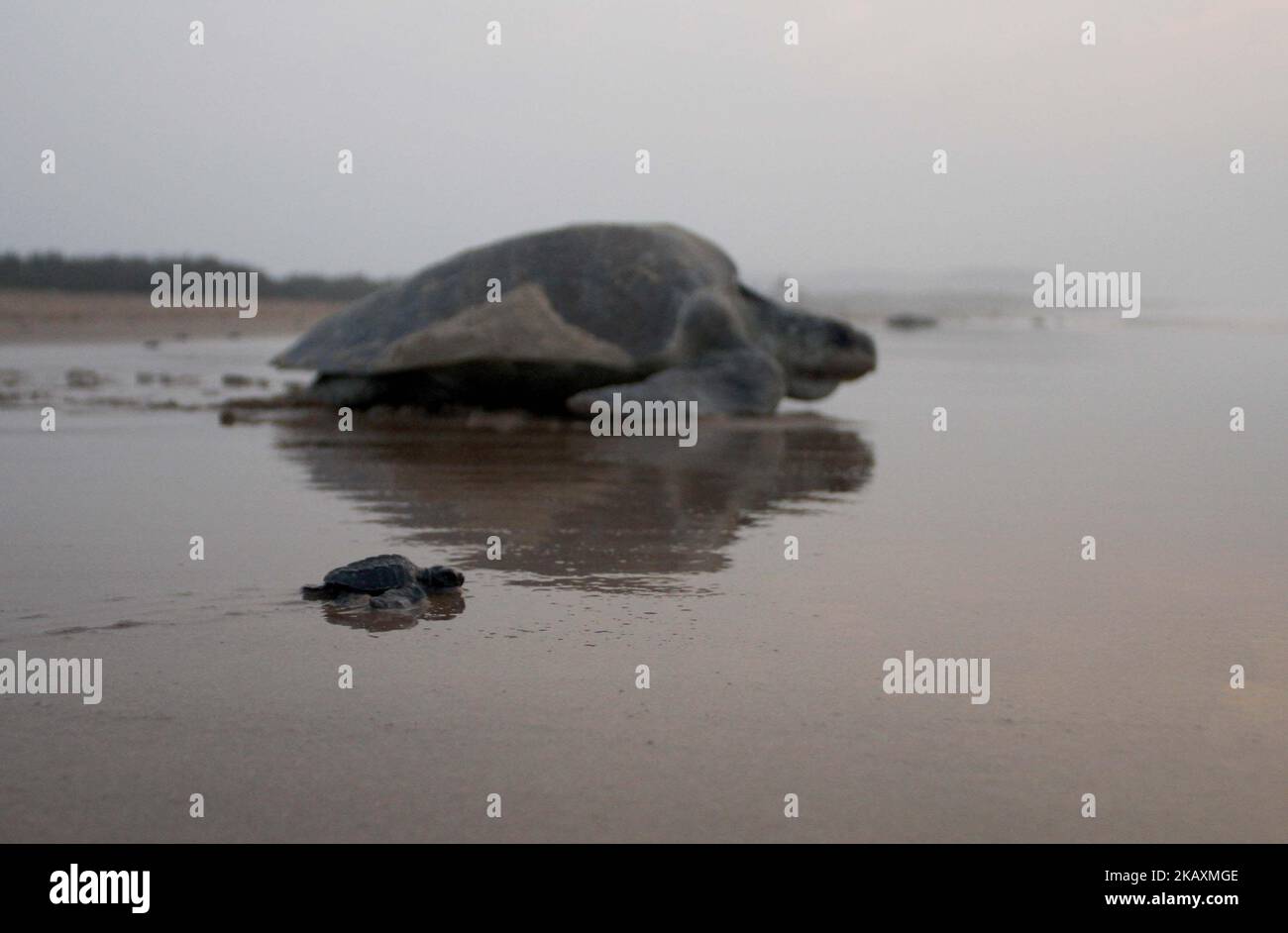 Newly hatching baby Olive Ridley turtles are seen at the Rushikulya ...